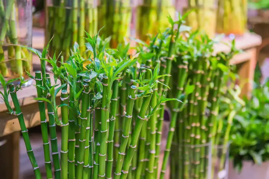 Lucky Bamboo Feng Shui: Meaning & Placement Guide