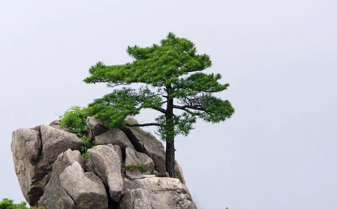 The Mystical Power of Pine Trees: An Eternal Symbol in Chinese Culture