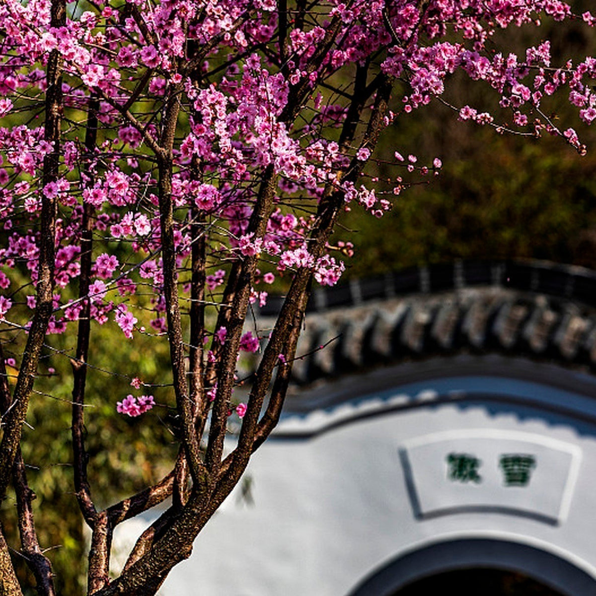 The Symbolism of Plum Blossoms in Chinese Culture and Feng Shui: Histo