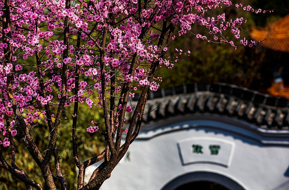 The Symbolism of Plum Blossoms in Chinese Culture and Feng Shui: Histo